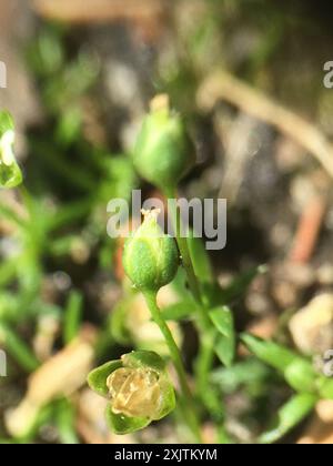 Procumbent Pearlwort (Sagina procumbens) Plantae Stock Photo - Alamy