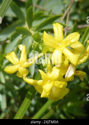 Poison Curryflower (Lasiosiphon caffer) Plantae Stock Photo - Alamy