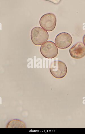 (Fuligo intermedia) Protozoa Stock Photo - Alamy