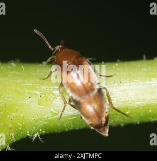 False Flower Beetles (Scraptiidae) Insecta Stock Photo - Alamy