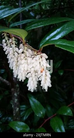mountain doghobble (Leucothoe fontanesiana) Plantae Stock Photo - Alamy