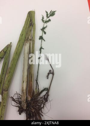 water parsnip (Sium suave) Plantae Stock Photo - Alamy