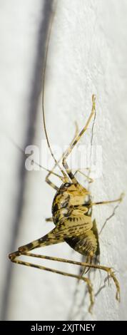 Japanese Camel Cricket (Diestrammena japanica) Insecta Stock Photo - Alamy