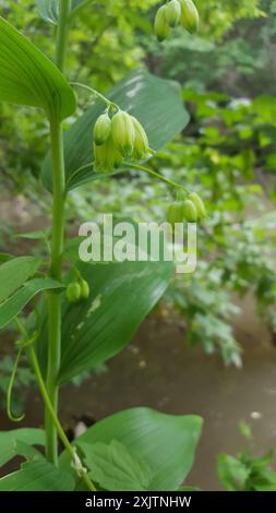 giant Solomon's seal (Polygonatum biflorum commutatum Stock Photo - Alamy