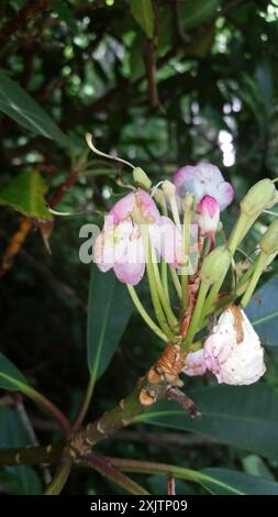 great rhododendron (Rhododendron maximum) Plantae Stock Photo - Alamy