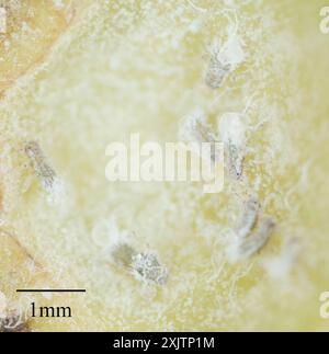 Poplar Leaf-stem Gall Aphids (Pemphigus) Insecta Stock Photo - Alamy