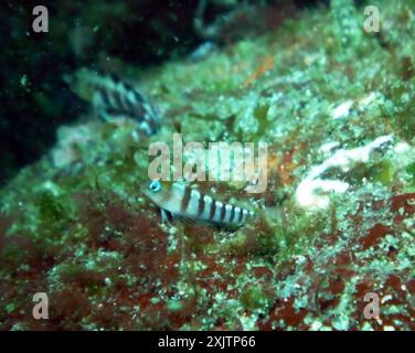 Blue-eyed Triplefin (Notoclinops segmentatus) Actinopterygii Stock ...