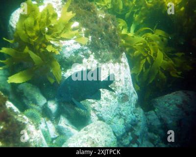 New Zealand Black Angelfish (Parma alboscapularis) Actinopterygii Stock ...