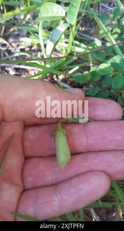 Rabbitbells (Crotalaria rotundifolia) Plantae Stock Photo - Alamy