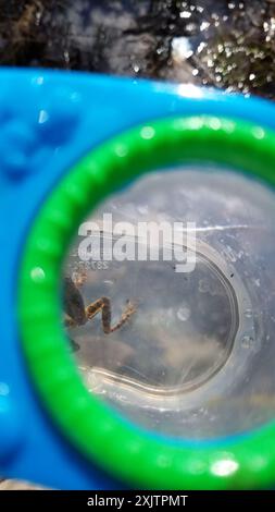 Cricket Frogs (Acris) Amphibia Stock Photo - Alamy