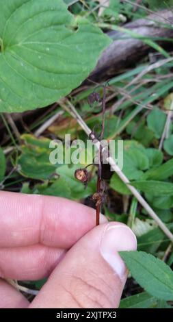 shinleaf (Pyrola elliptica) Plantae Stock Photo - Alamy