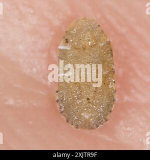 Soft scales (Coccidae) Insecta Stock Photo - Alamy
