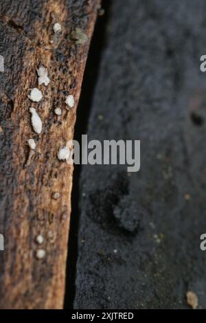 (Propolis farinosa) Fungi Stock Photo - Alamy