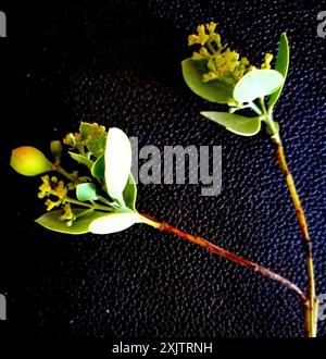 Cape Sumach (Colpoon compressum) Plantae Stock Photo - Alamy