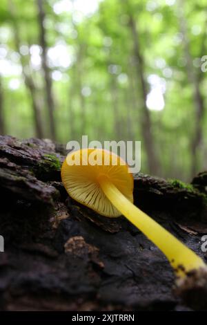 Yellow Deer Mushroom (Pluteus chrysophlebius) Fungi Stock Photo - Alamy