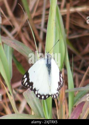 African Common White (Belenois creona severina) Insecta Stock Photo - Alamy
