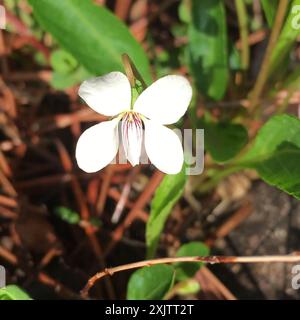 northern white violet (Viola minuscula) Plantae Stock Photo - Alamy