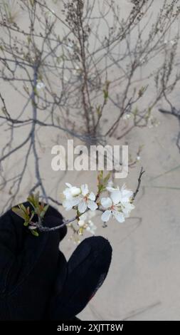 sand cherry (Prunus pumila Stock Photo - Alamy