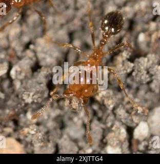 Southern Fire Ant (Solenopsis xyloni) Insecta Stock Photo - Alamy