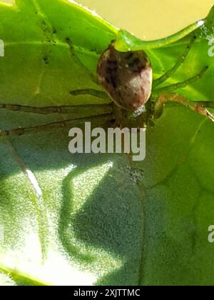 (Diaea ambara) Arachnida Stock Photo - Alamy