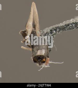 (Coboldia fuscipes) Insecta Stock Photo - Alamy