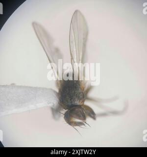 Bermudagrass Stem Maggot (Atherigona reversura) Insecta Stock Photo - Alamy