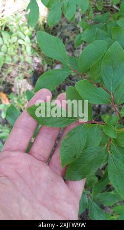 black huckleberry (Gaylussacia baccata) Plantae Stock Photo - Alamy