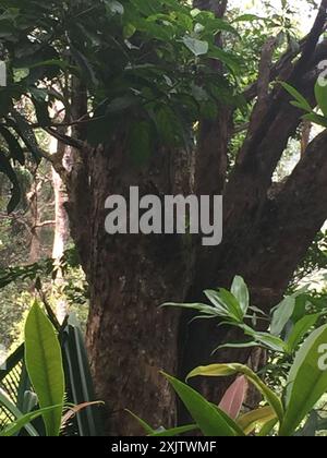 (Dacrydium elatum) Plantae Stock Photo - Alamy