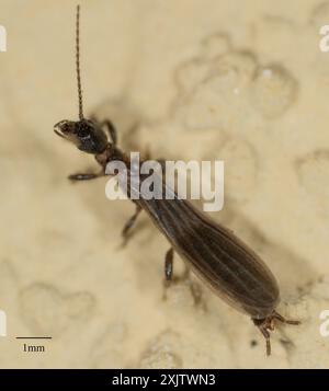 Black Webspinner (Oligotoma nigra) Insecta Stock Photo - Alamy