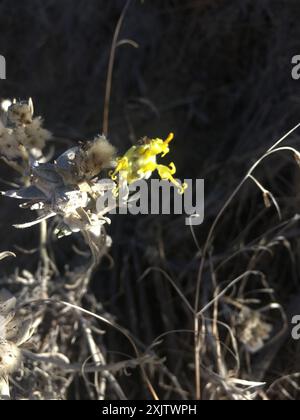 Hairy Horsebrush (Tetradymia comosa), Plantae, Orange County, CA, USA ...