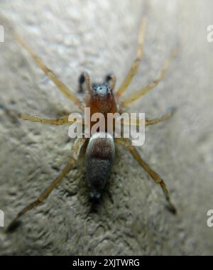 Sac Spiders (Clubionidae) Arachnida Stock Photo - Alamy
