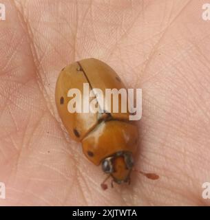 Grapevine Beetle (Pelidnota punctata) Insecta Stock Photo - Alamy