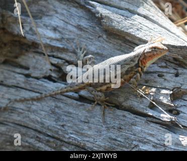 Common Sagebrush Lizard (Sceloporus graciosus) Reptilia Stock Photo - Alamy