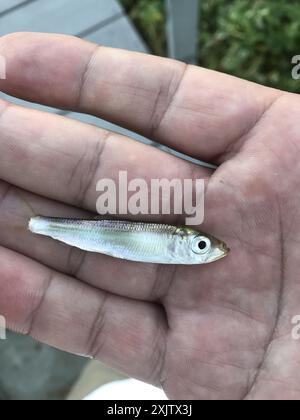 Pacific Herring (Clupea pallasii) Actinopterygii Stock Photo - Alamy