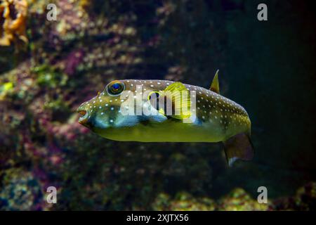 White-spotted puffer, Whitespotted blaasop or Stripedbelly blowfish ...