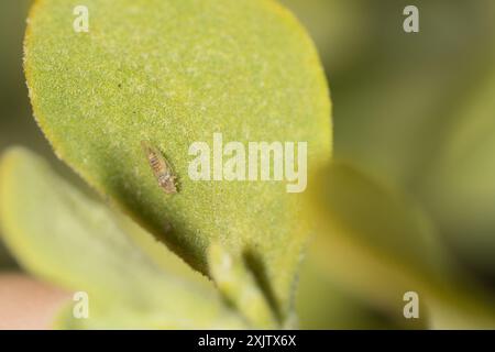 (Trioza phoradendri) Insecta Stock Photo - Alamy