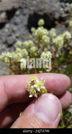 Partridgefoot (Luetkea pectinata) Plantae Stock Photo - Alamy