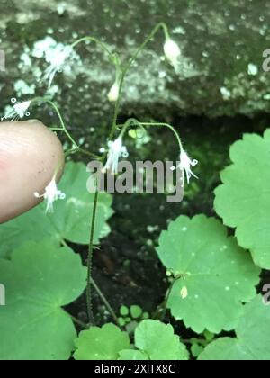 littleflower alumroot (Heuchera parviflora parviflora) Plantae Stock ...