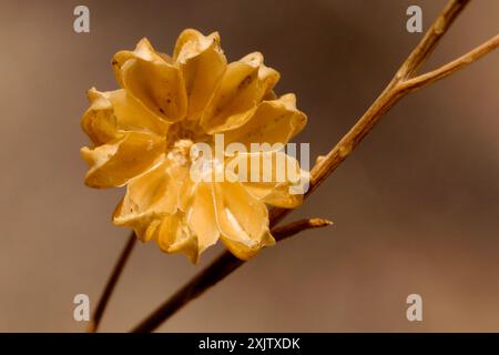 Meadow Flax (Linum pratense), Plantae, 5901 Los Rios Blvd, Plano, TX ...