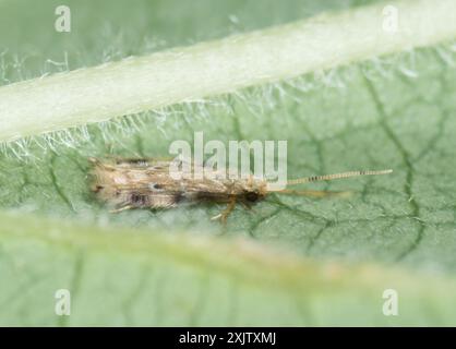Microcaddisflies (Hydroptilidae) Insecta Stock Photo - Alamy