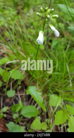 bulbous cress (Cardamine bulbosa) Plantae Stock Photo - Alamy