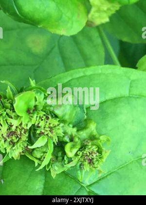 Ash Flower Gall Mite (Aceria fraxiniflora) Arachnida Stock Photo - Alamy