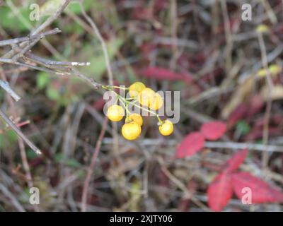 American bittersweet (Celastrus scandens) Plantae Stock Photo - Alamy