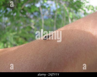 Black Spongillafly (Sisyra nigra), Insecta, 8 Millcroft Road, Woolton ...
