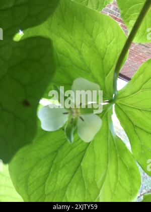 nodding trillium (Trillium cernuum) Plantae Stock Photo - Alamy