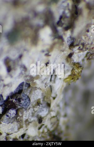 (Fuligo intermedia) Protozoa Stock Photo - Alamy