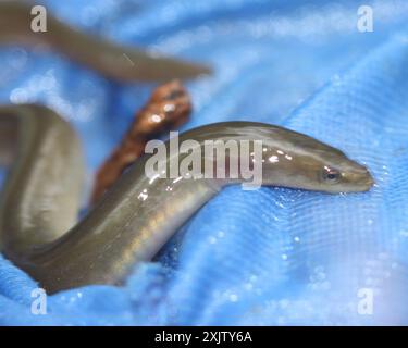 American Eel (Anguilla rostrata) Actinopterygii Stock Photo - Alamy