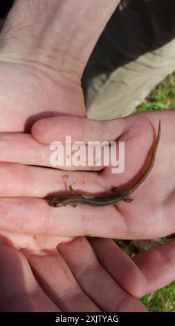 Oklahoma Salamander (Eurycea tynerensis) Amphibia Stock Photo - Alamy