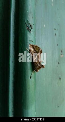 Common Looper Moth (Autographa precationis) Insecta Stock Photo - Alamy