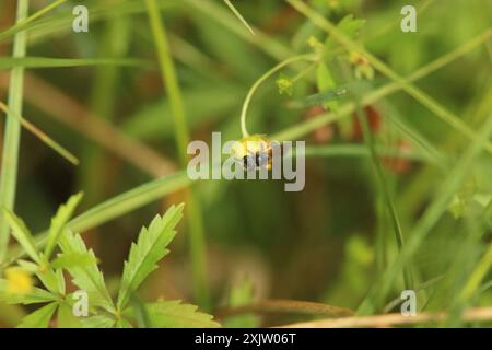 Tormentil mining bee (Andrena tarsata), a rare UK species, resting on a ...